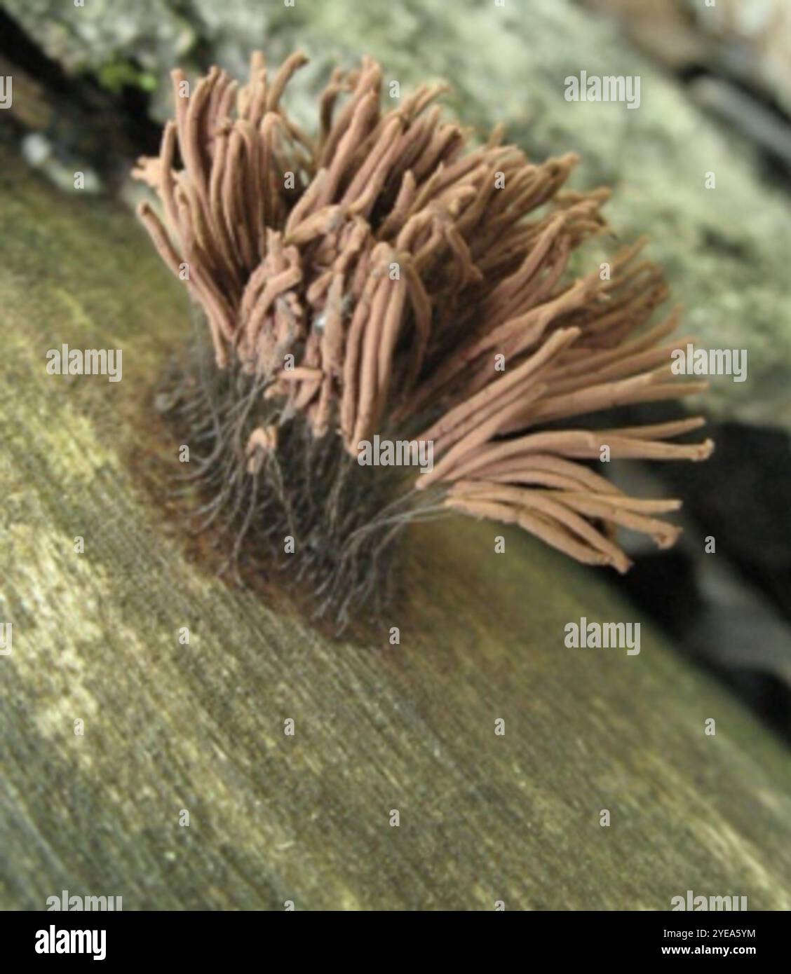 Chocolate Tube Slimes (Stemonitis Stock Photo - Alamy
