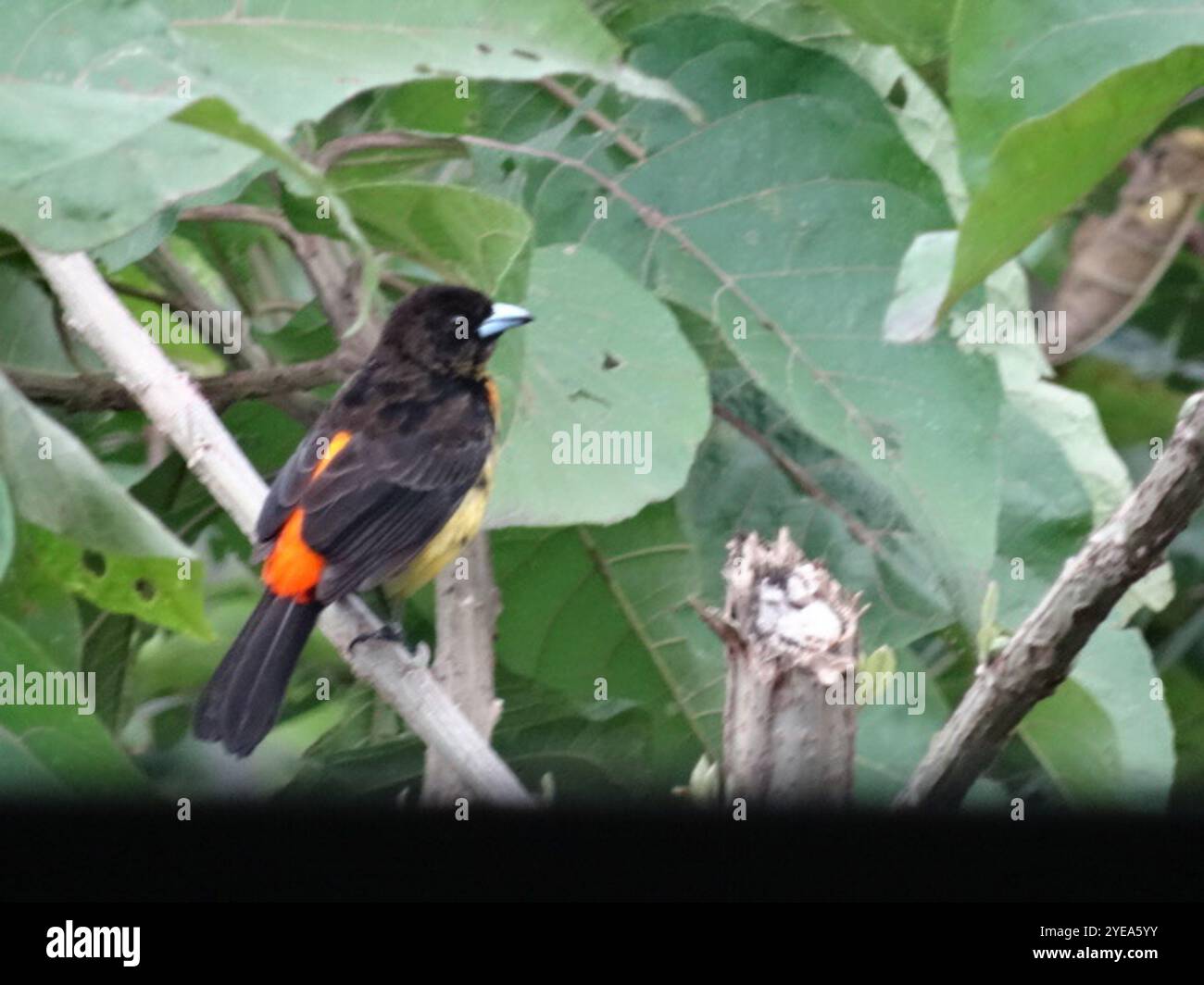 (Ramphocelus flammigerus flammigerus Stock Photo - Alamy