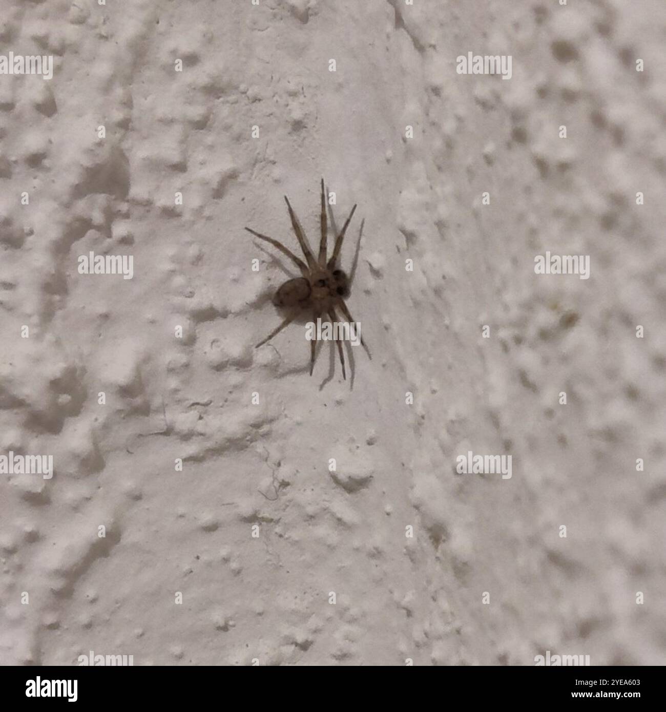 Wall Spider (Oecobius navus Stock Photo - Alamy