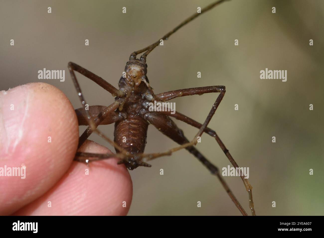 Square-legged Camel Cricket (Tropidischia xanthostoma Stock Photo - Alamy