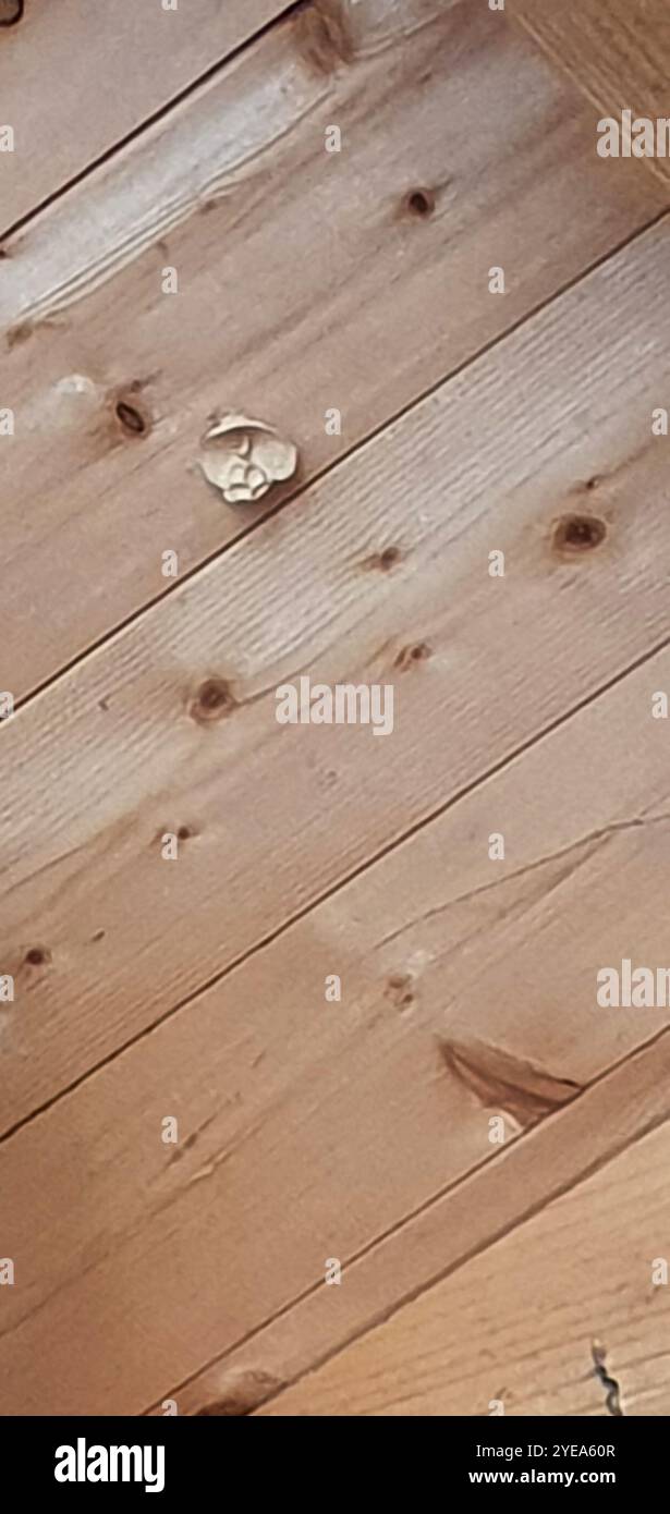 Hornets and Yellowjackets (Vespinae Stock Photo - Alamy