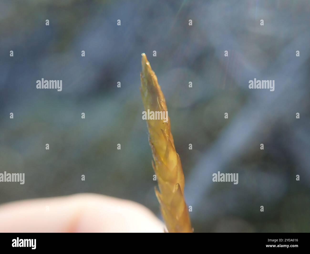 Fontinalis antipyretica willow moss hi-res stock photography and images ...