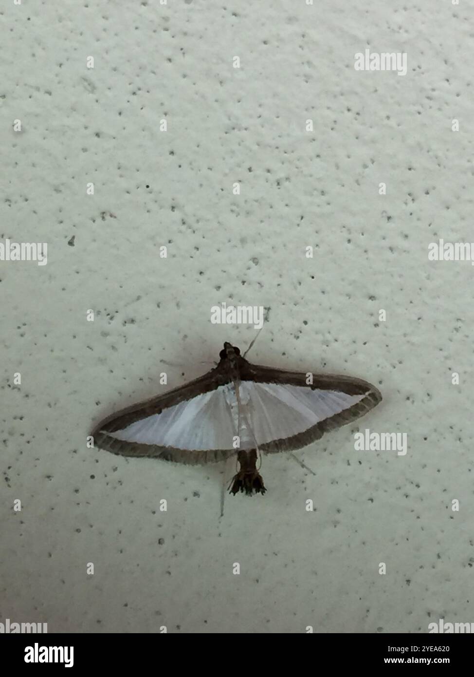 Hyalinata hi-res stock photography and images - Alamy