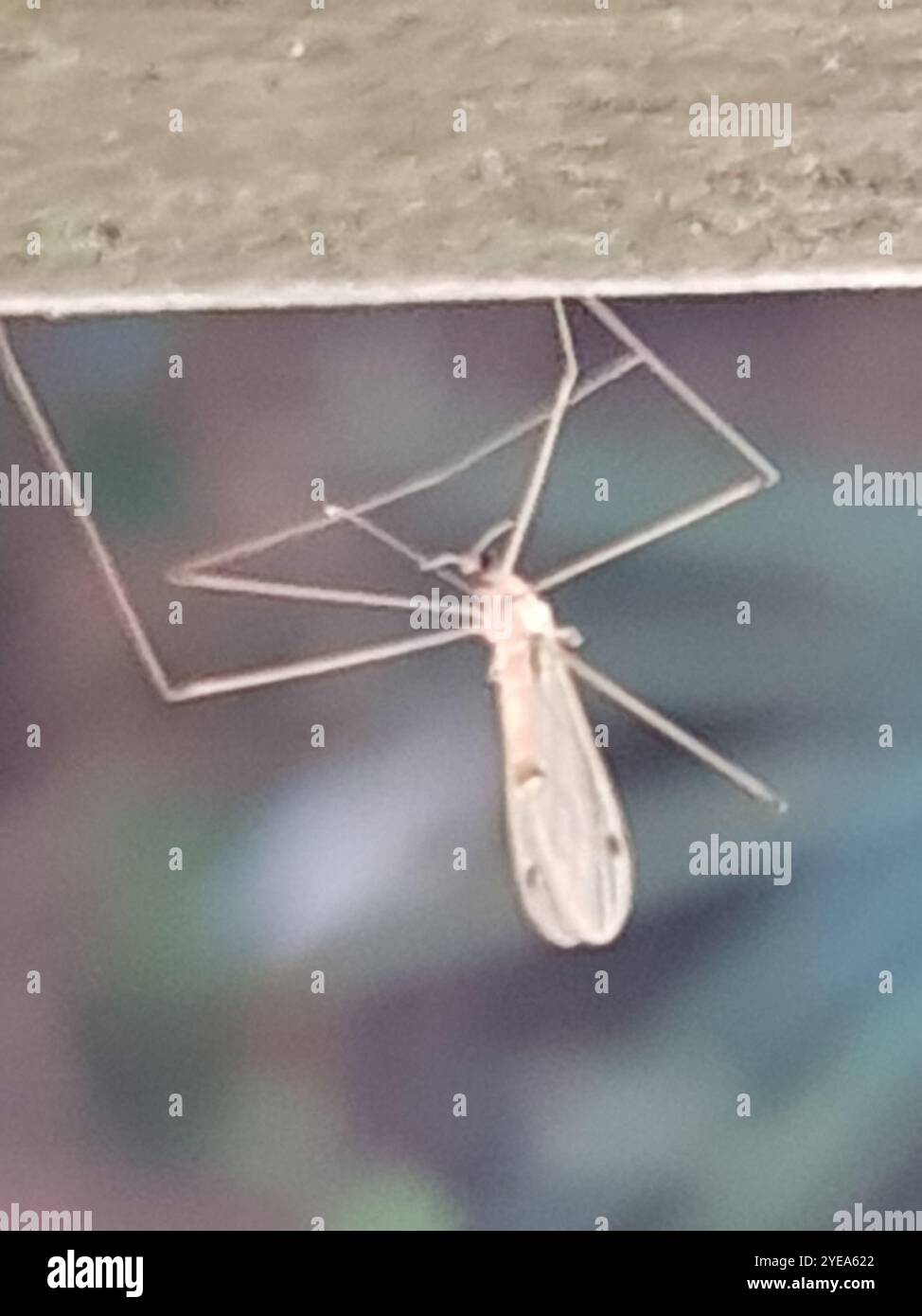 Limoniid Crane Flies (Limoniidae Stock Photo - Alamy