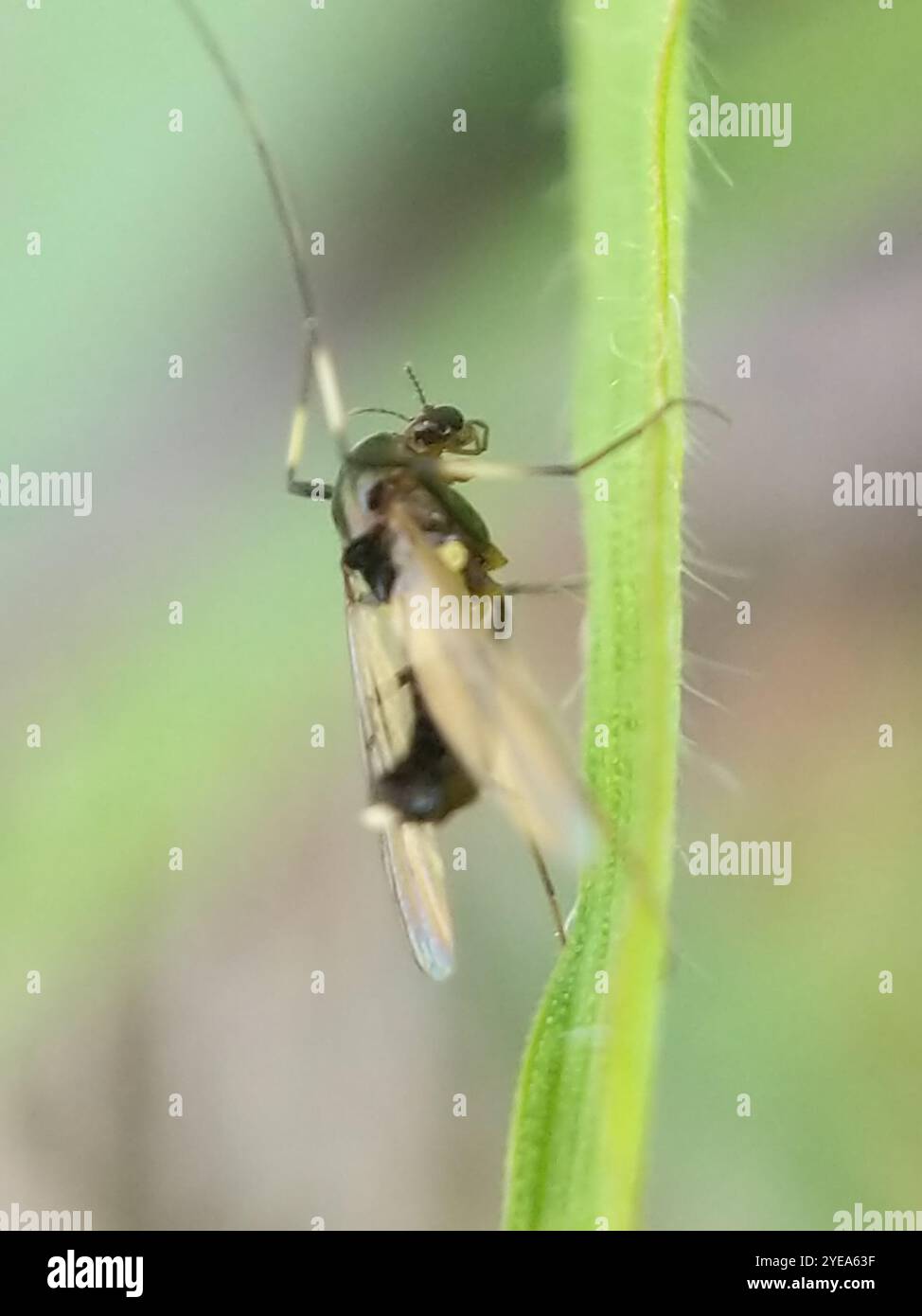 Non-biting Midges (Chironomidae Stock Photo - Alamy
