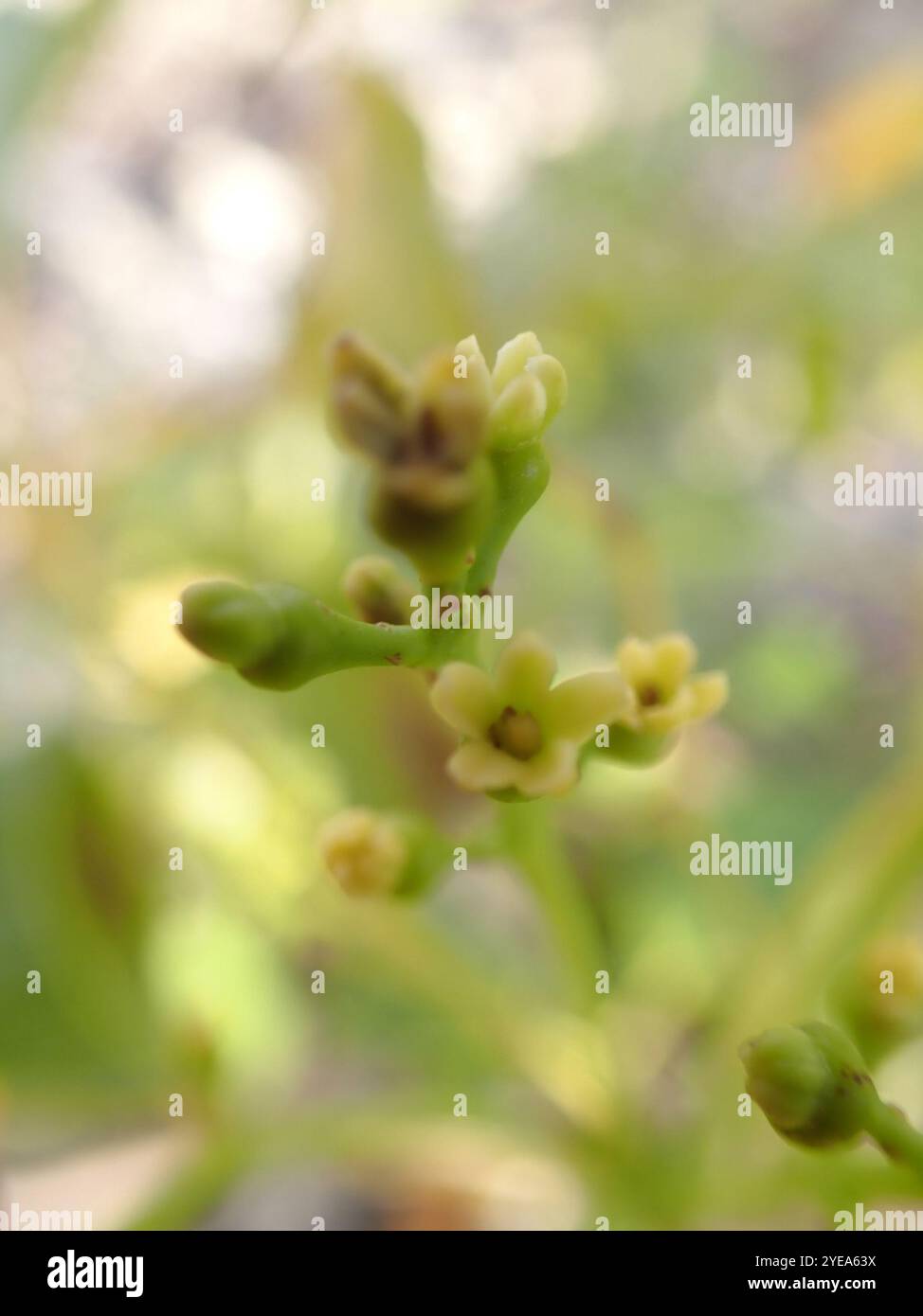 Poisonwood hi-res stock photography and images - Alamy