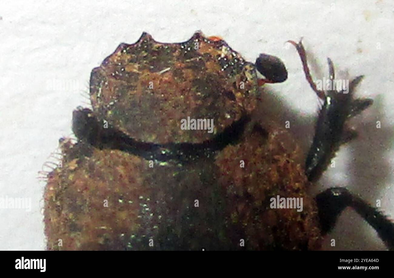 Spider Dung Beetles (Sisyphus Stock Photo - Alamy