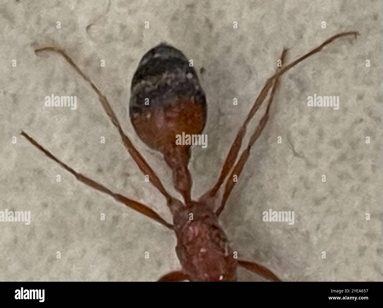 California Harvester Ant (Pogonomyrmex californicus Stock Photo - Alamy