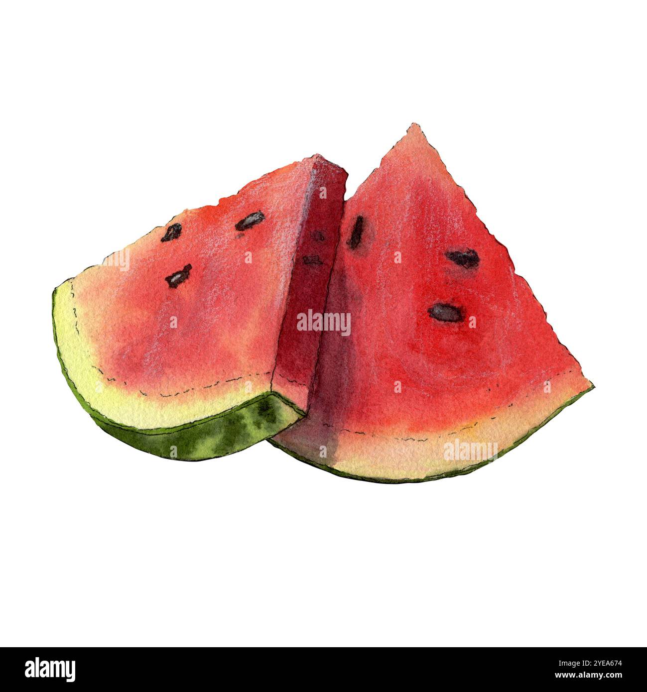 Watercolor sketch of juicy watermelon isolated on white background ...