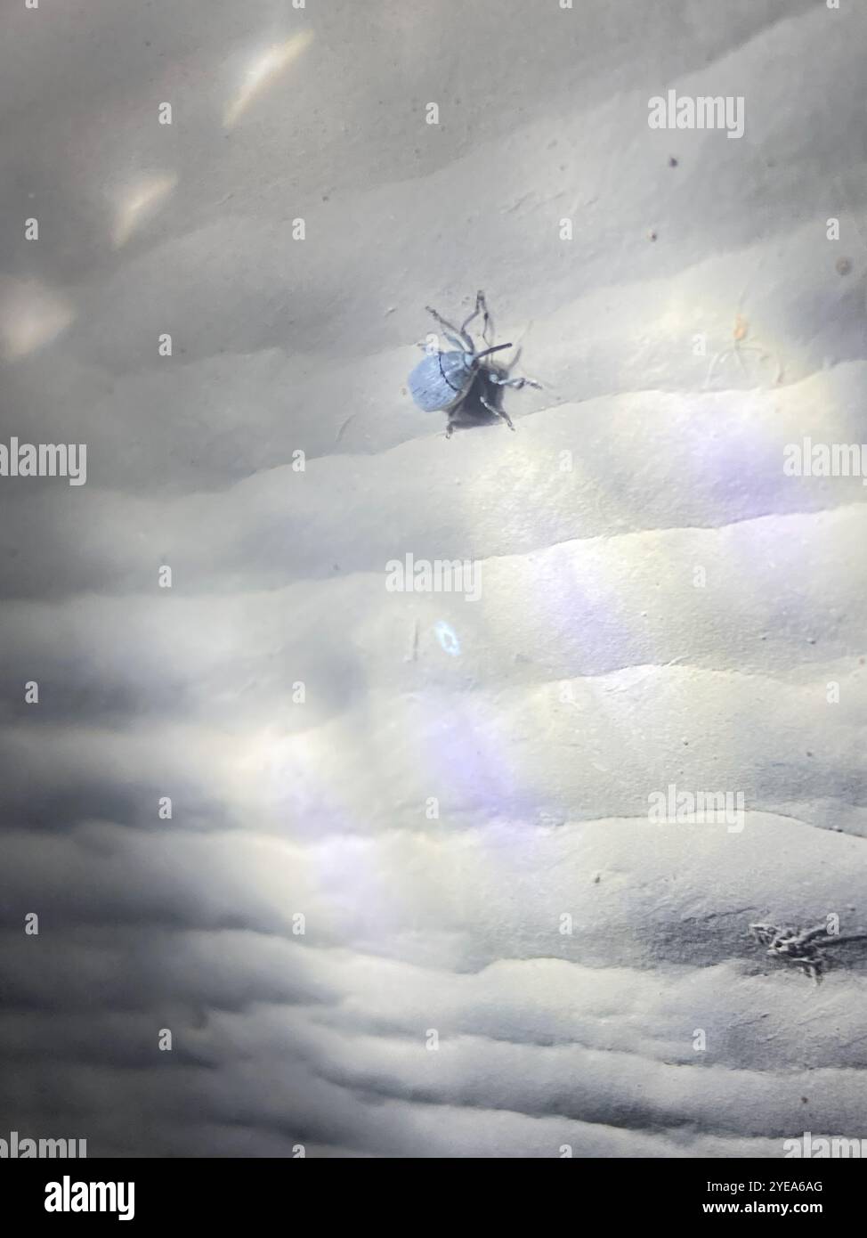 True Weevils (Curculionidae Stock Photo - Alamy