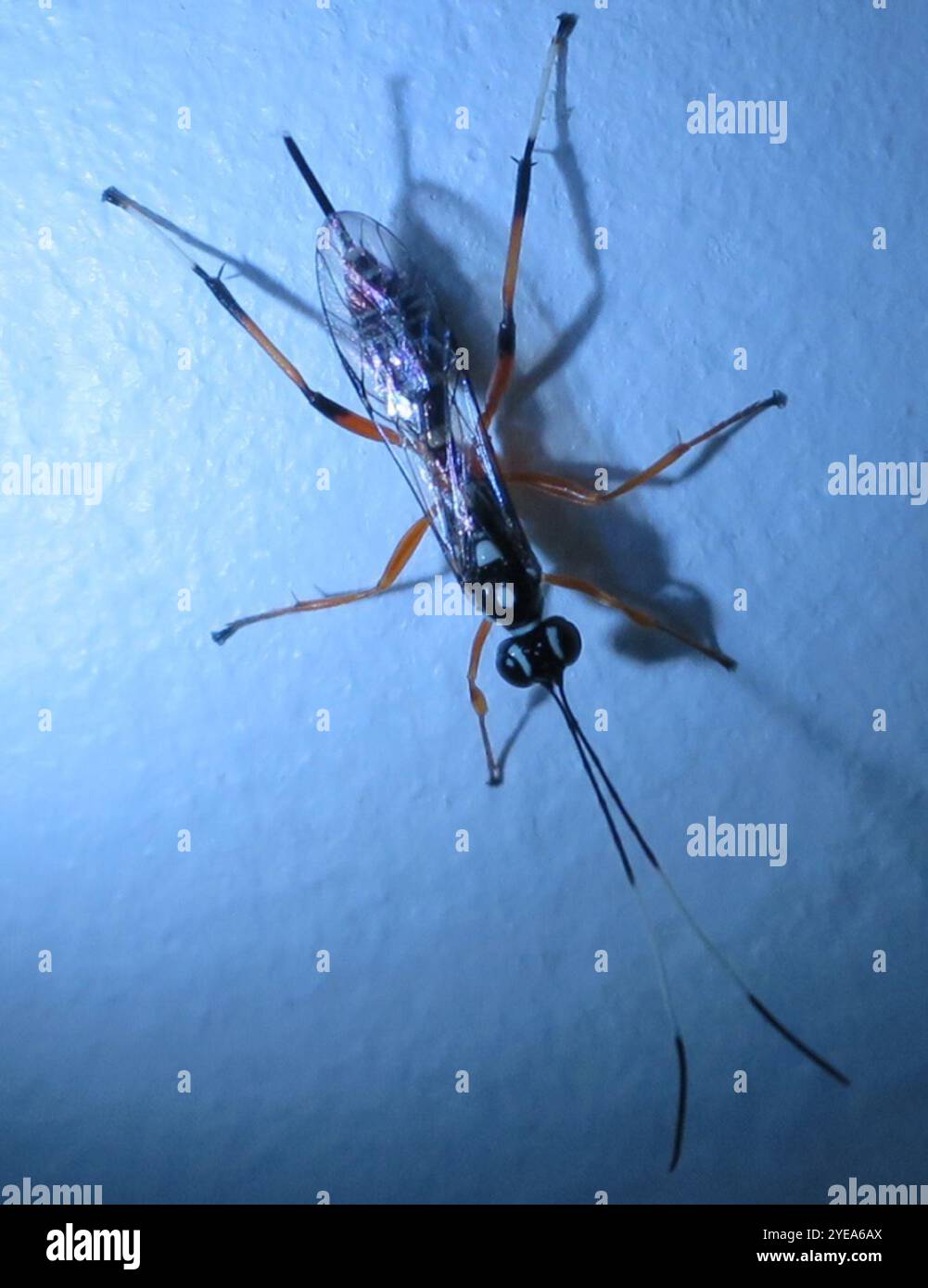 Lemon Tree Borer Parasitoid Wasp (Xanthocryptus novozealandicus Stock ...