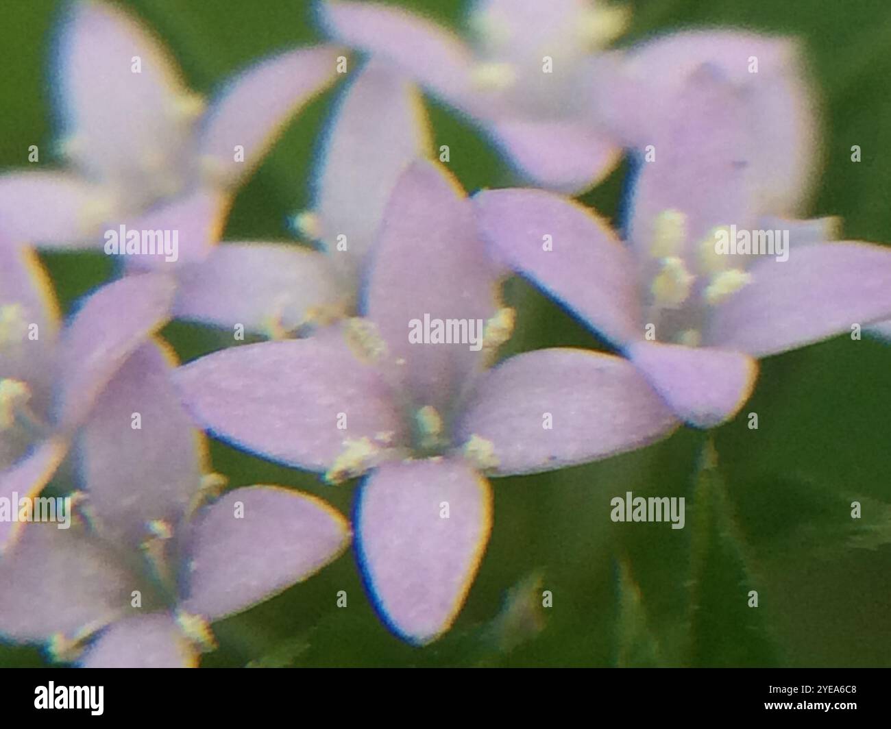 Field madder (Sherardia arvensis Stock Photo - Alamy