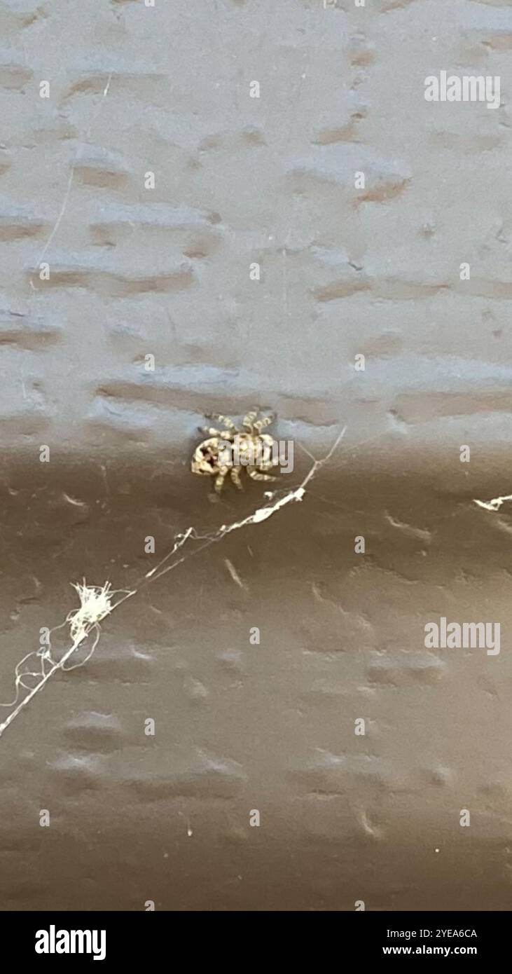 Asiatic Wall Jumping Spider (Attulus fasciger Stock Photo - Alamy