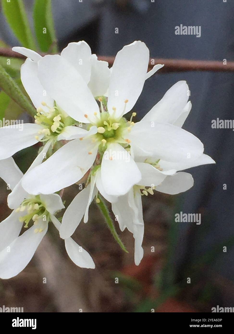 common serviceberry (Amelanchier arborea Stock Photo - Alamy