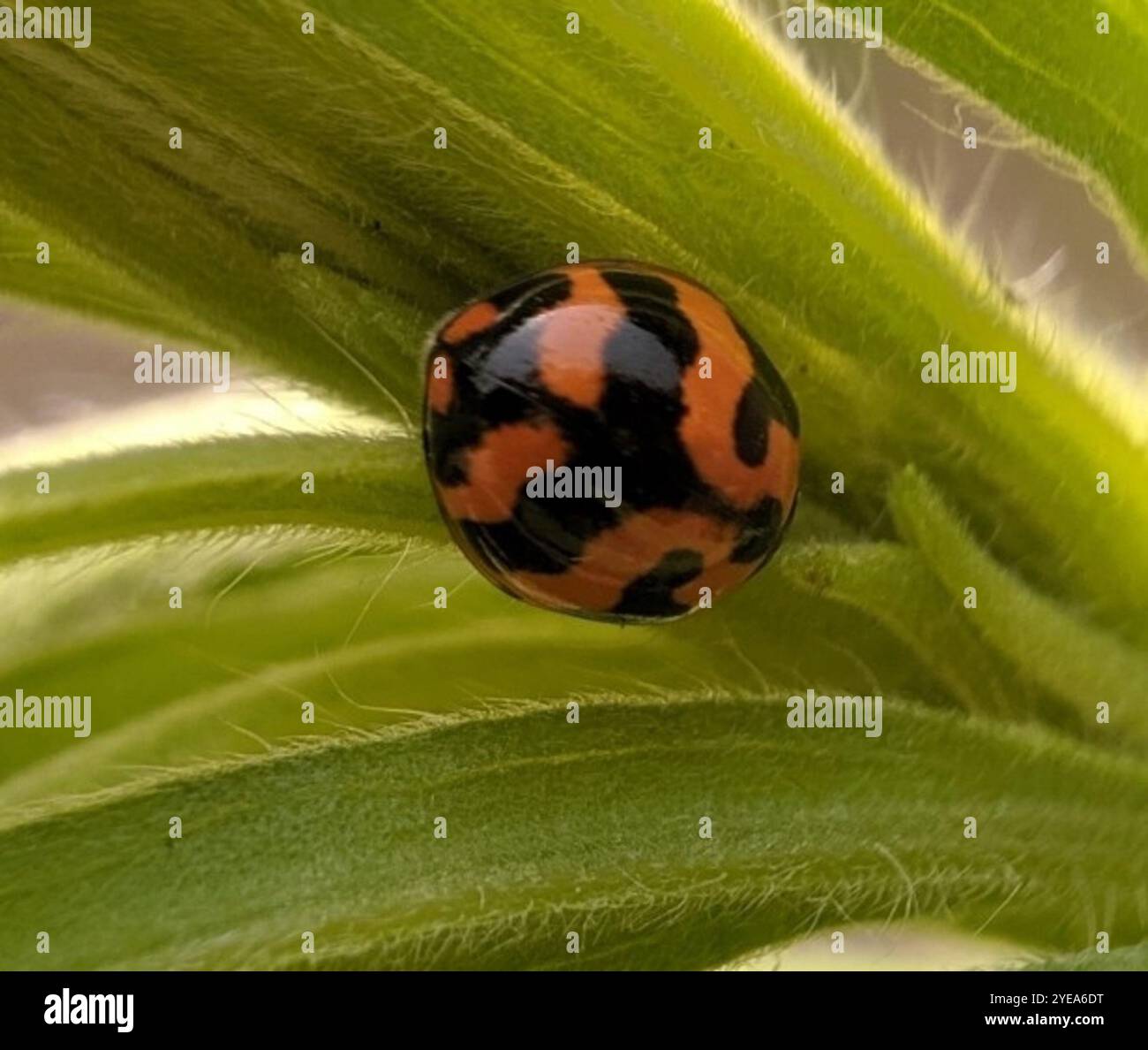 Small Transverse Ladybird Beetle (Coccinella transversalis Stock Photo ...
