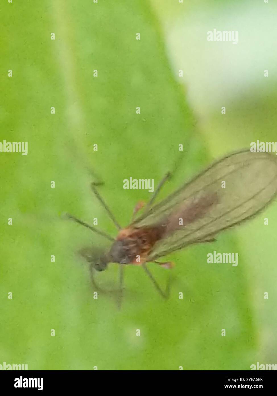 Fungus Gnats and Gall Midges (Sciaroidea Stock Photo - Alamy