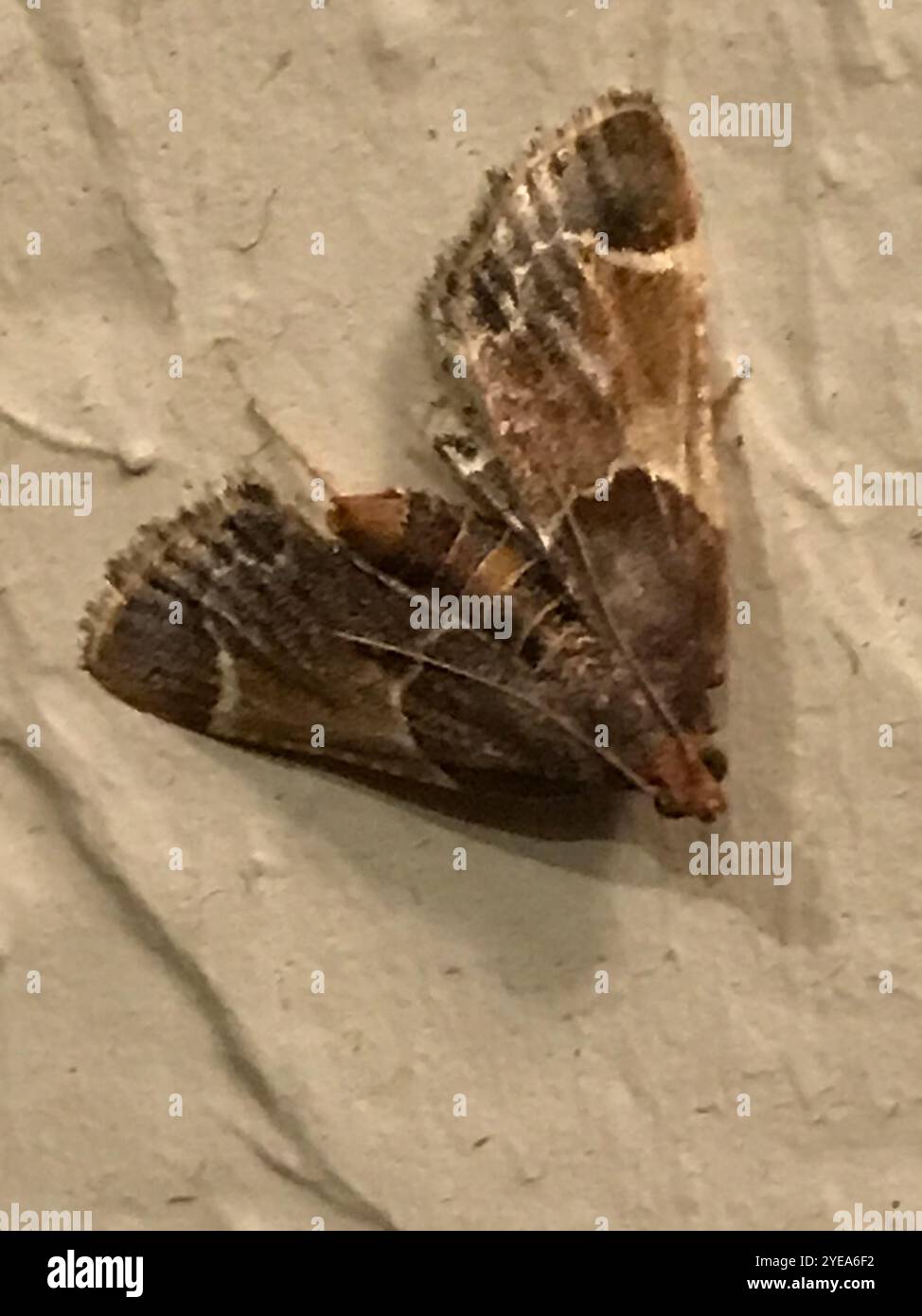 Meal moth (Pyralis farinalis Stock Photo - Alamy