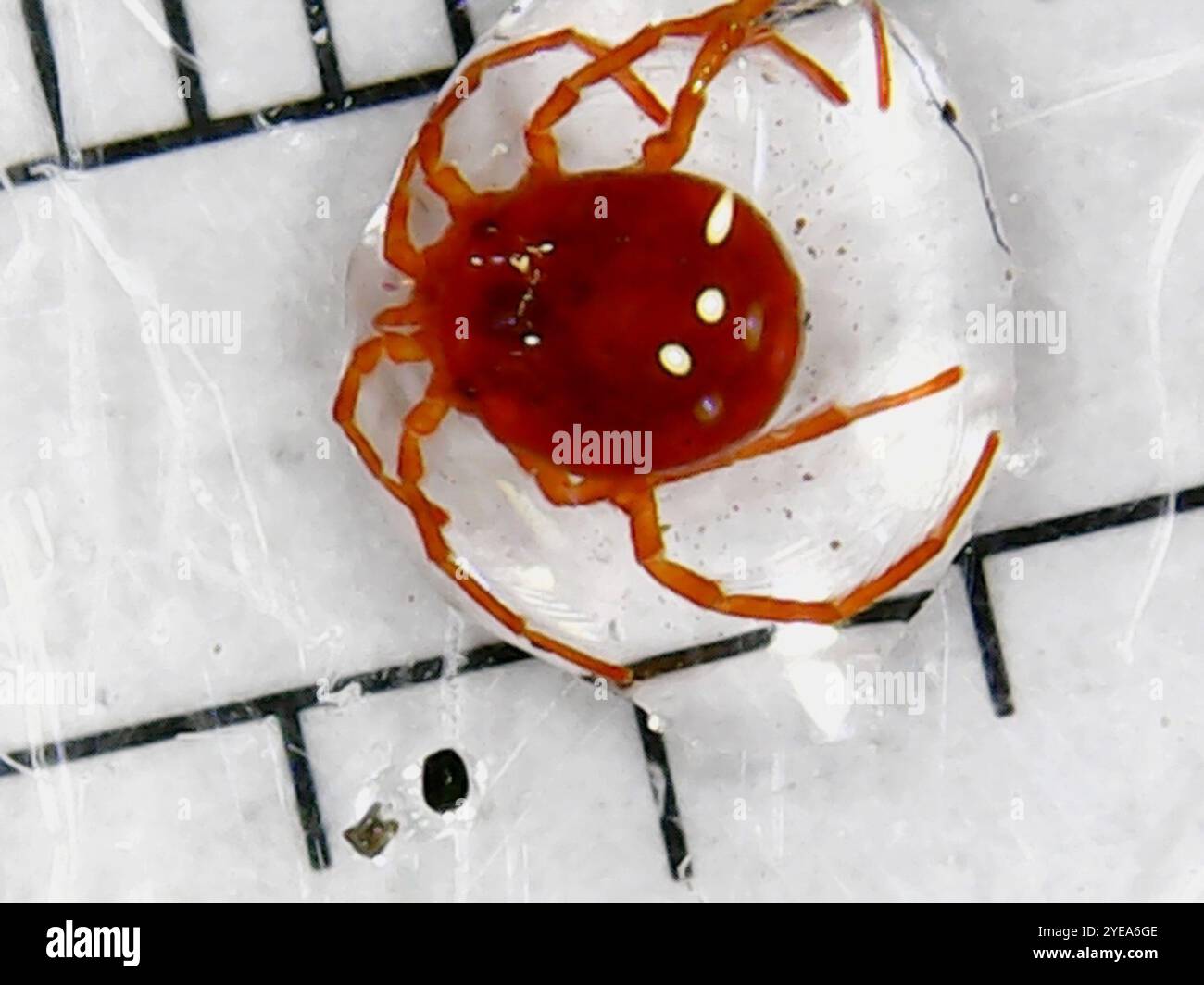 Water Mites (Hydrachnidia Stock Photo - Alamy