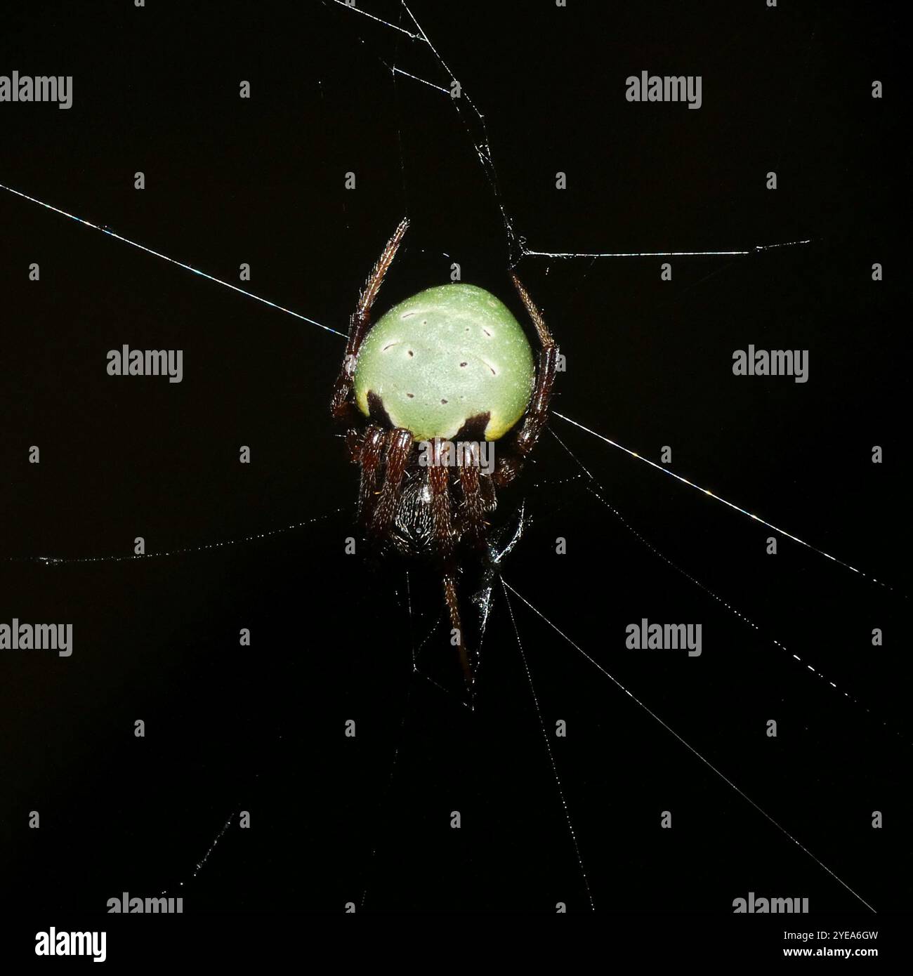 Pea spider hi-res stock photography and images - Alamy