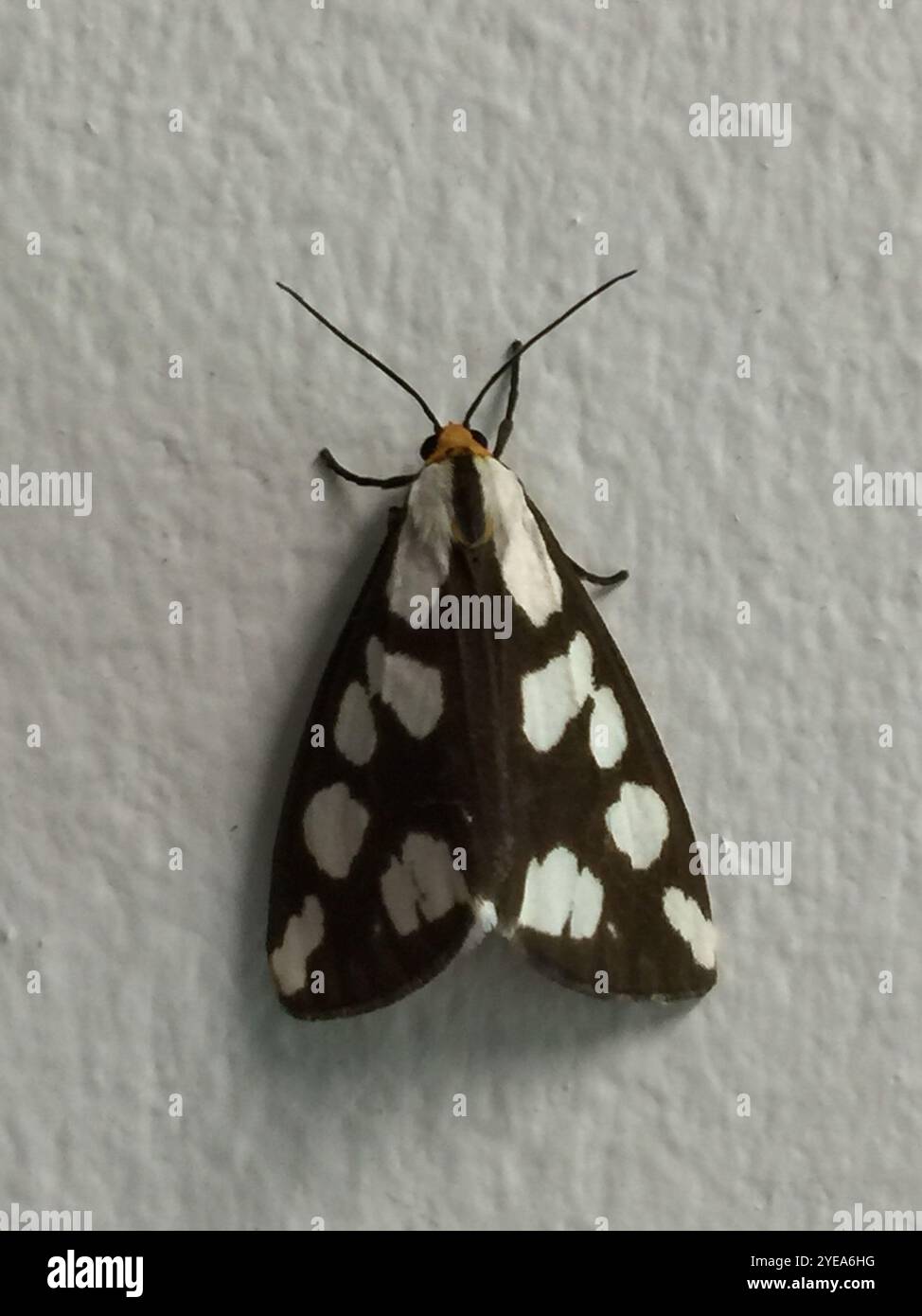 Confused Haploa Moth (Haploa confusa Stock Photo - Alamy