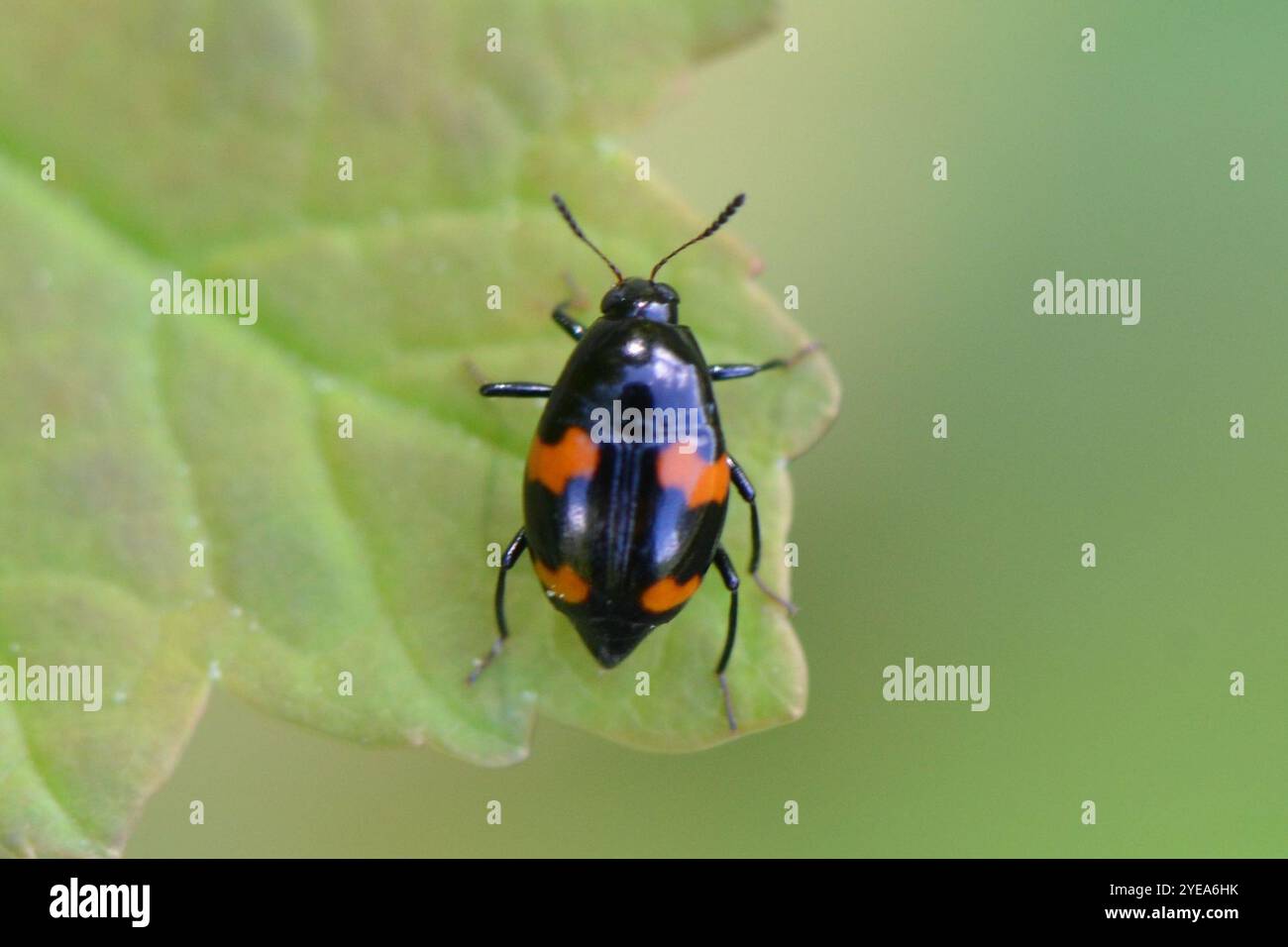 Orange-spotted Scaphidium (Scaphidium quadrimaculatum Stock Photo - Alamy