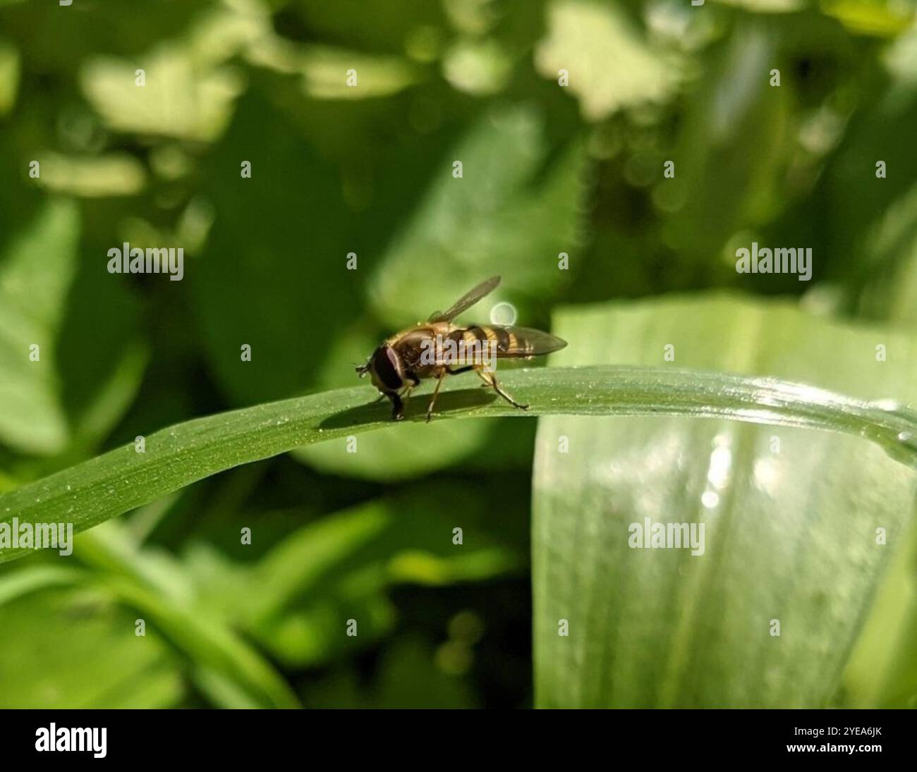 Common Flower Flies (Syrphus Stock Photo - Alamy