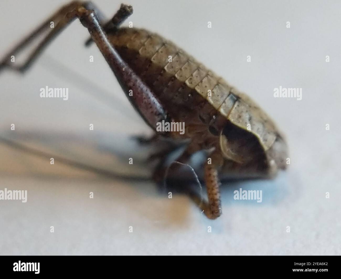 Shieldback Katydids (Tettigoniinae Stock Photo - Alamy