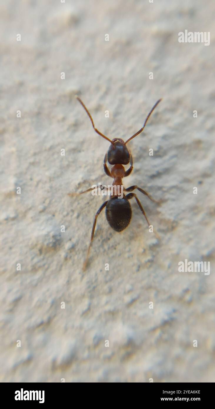 central european bicolored ant (Lasius emarginatus Stock Photo - Alamy