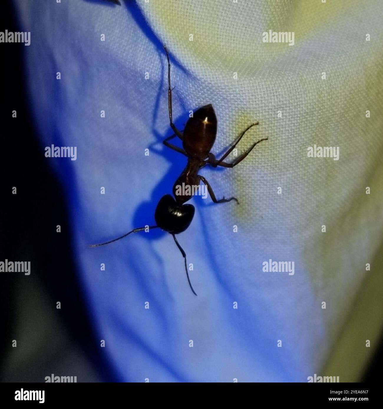 American Carpenter Ant (Camponotus americanus Stock Photo - Alamy