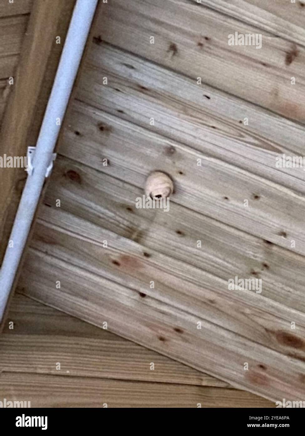 Hornets and Yellowjackets (Vespinae Stock Photo - Alamy