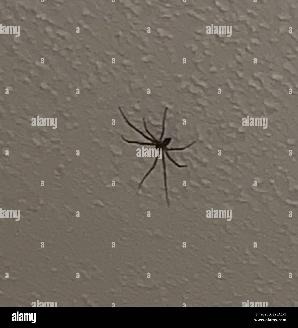 Recluse Spiders (Loxosceles Stock Photo - Alamy