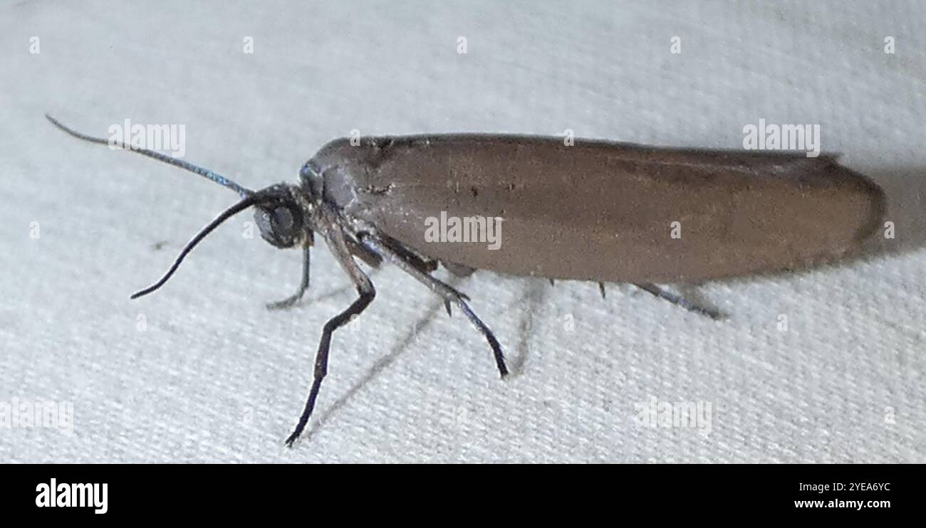 Urodus parvula hi-res stock photography and images - Alamy