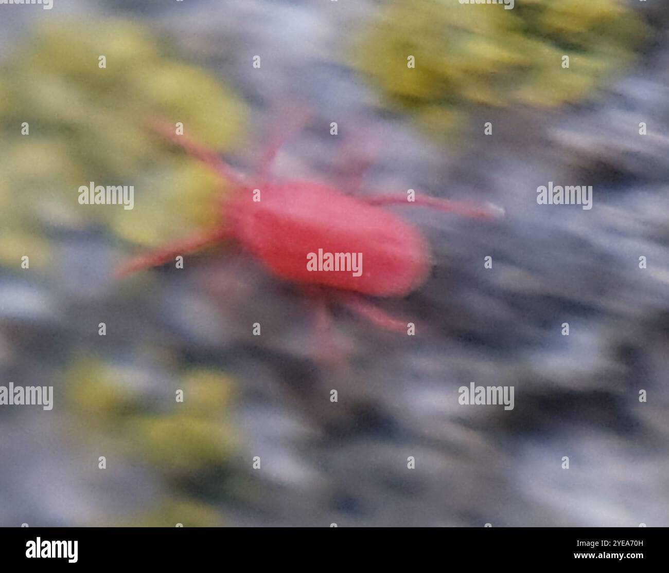 Sidewalk Mites (Balaustium Stock Photo - Alamy