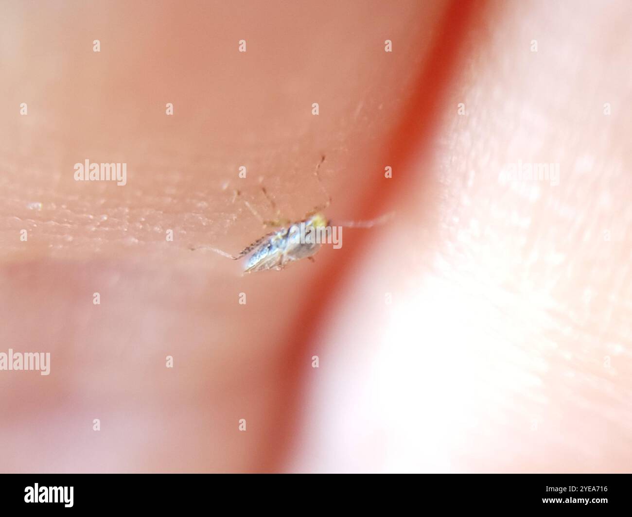 False chinch bugs hi-res stock photography and images - Alamy