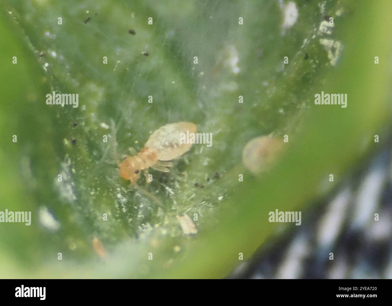 Barklice, Booklice, and Parasitic Lice (Psocodea Stock Photo - Alamy