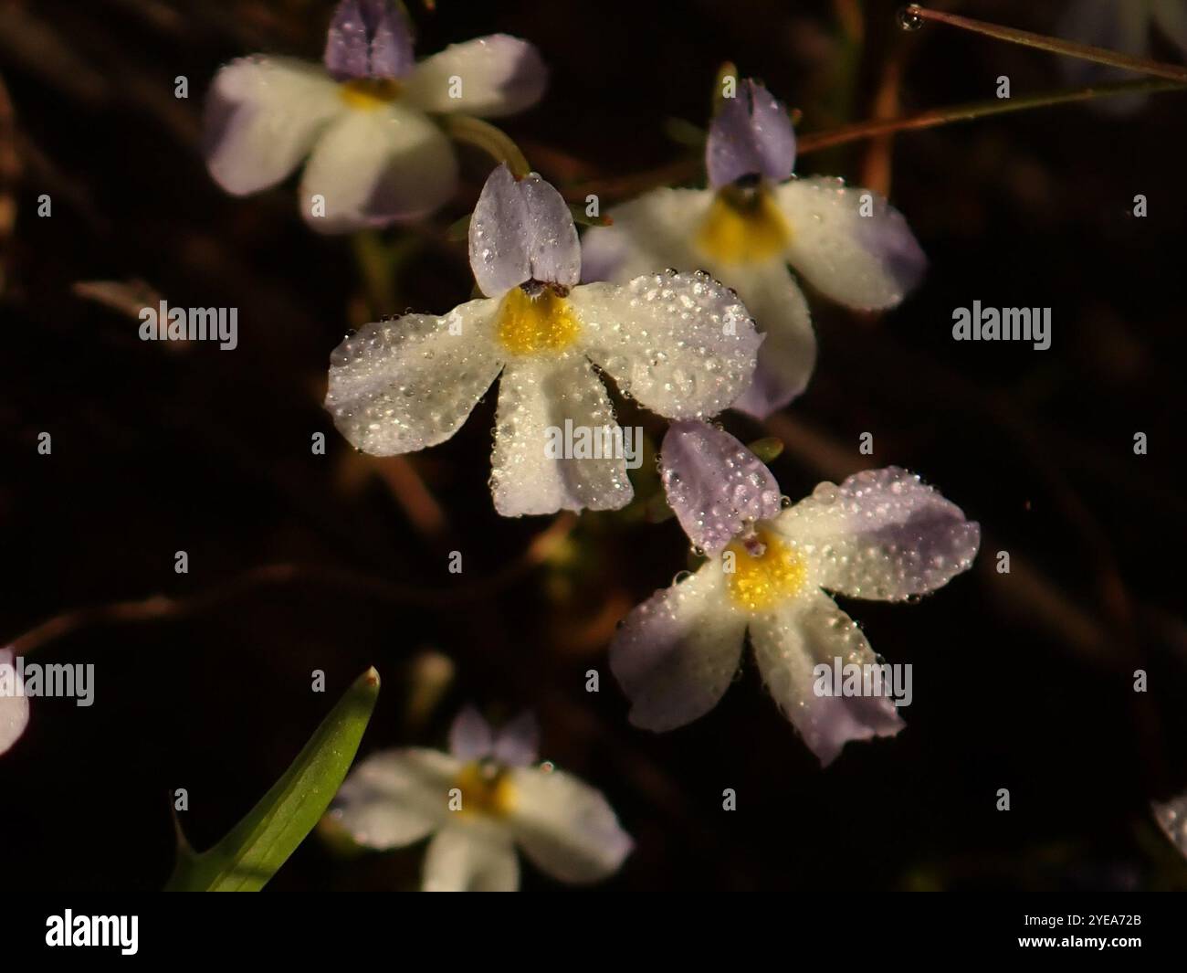 Doublehorn Calicoflower (Downingia bicornuta Stock Photo - Alamy