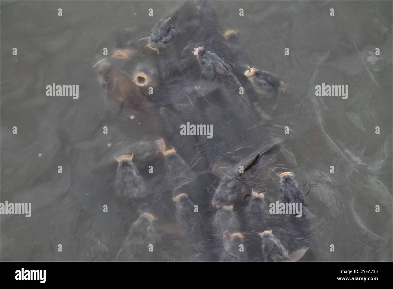 European Carp (Cyprinus carpio Stock Photo - Alamy