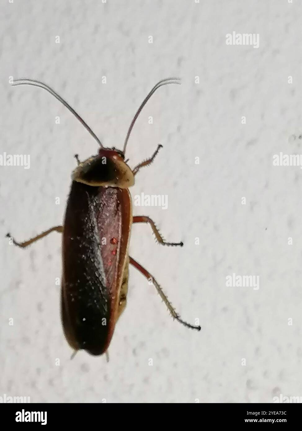 Cape Mountain Cockroach (Aptera fusca Stock Photo - Alamy