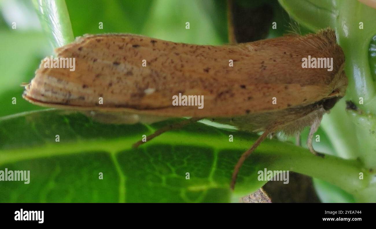 Northern armyworm (Mythimna separata Stock Photo - Alamy