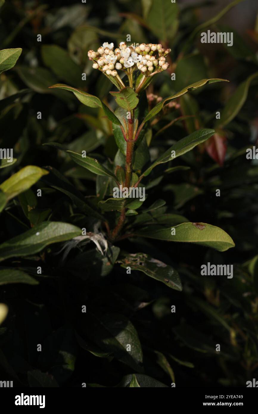 Laurustinus viburnum (Viburnum tinus Stock Photo - Alamy