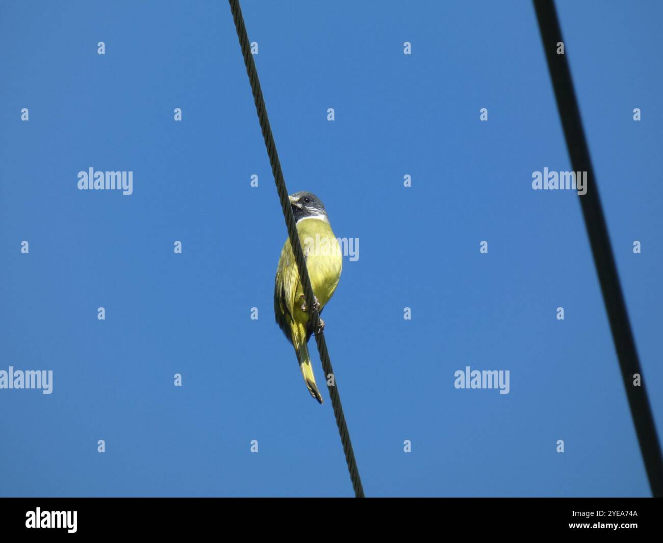 Collared Finchbill (Spizixos semitorques Stock Photo - Alamy