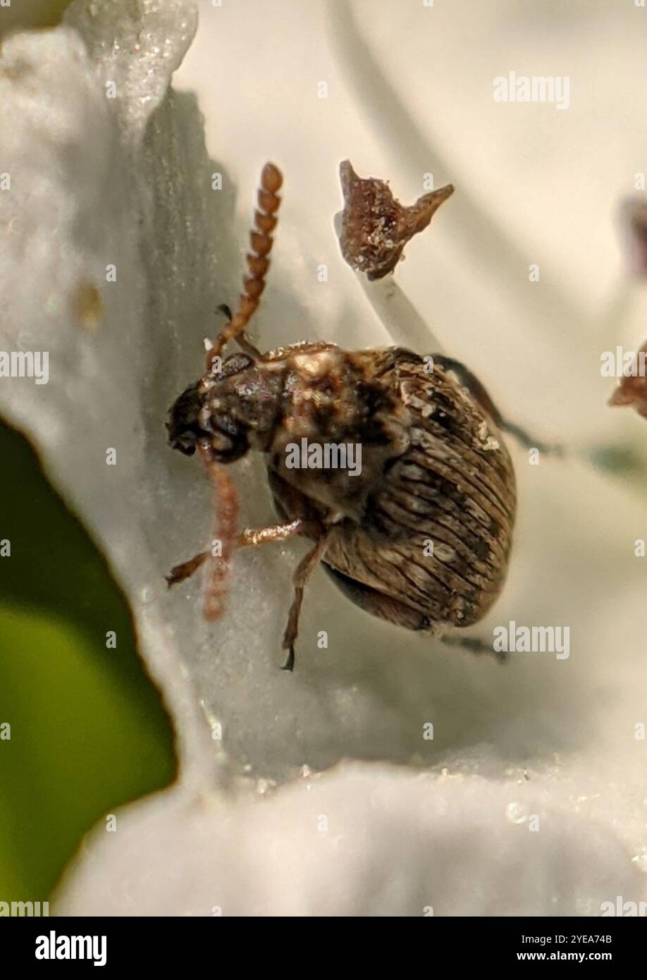 Cucujiform Beetles (Cucujiformia Stock Photo - Alamy