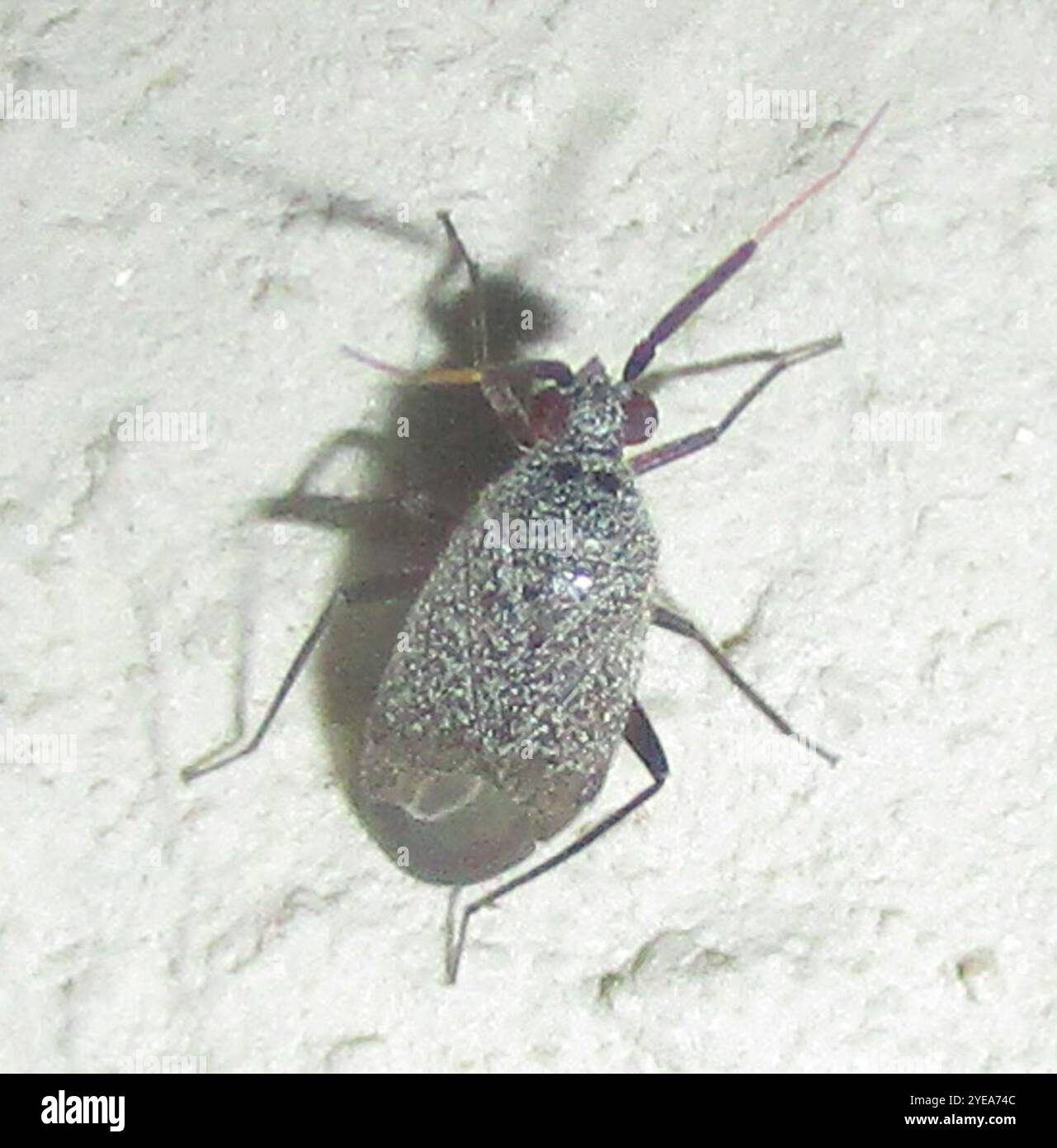 Plant Bugs (Miridae Stock Photo - Alamy