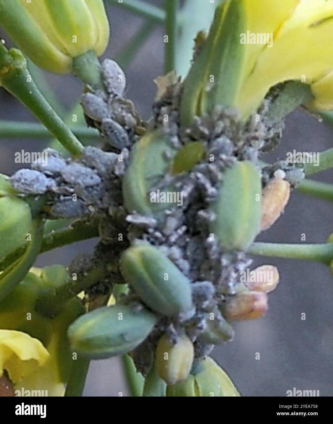 Cabbage Aphid (Brevicoryne brassicae Stock Photo - Alamy