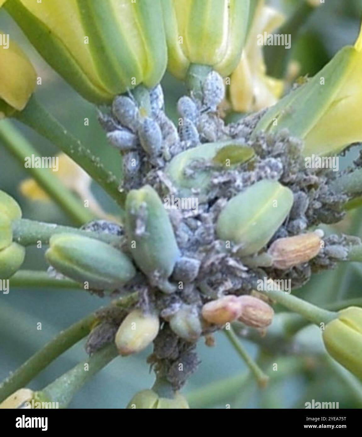 Cabbage Aphid (Brevicoryne brassicae Stock Photo - Alamy