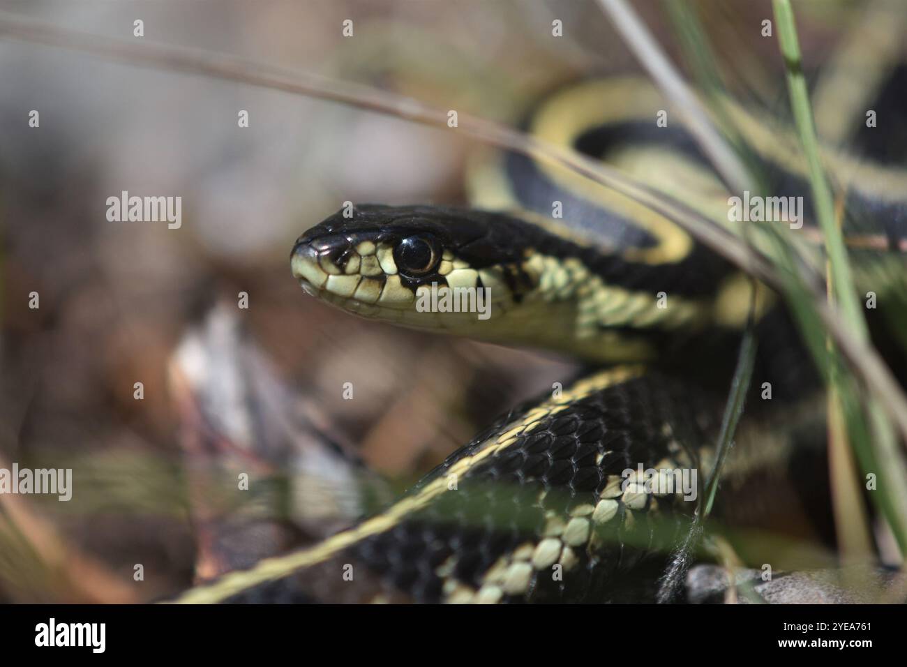 Common Garter Snake (Thamnophis sirtalis Stock Photo - Alamy