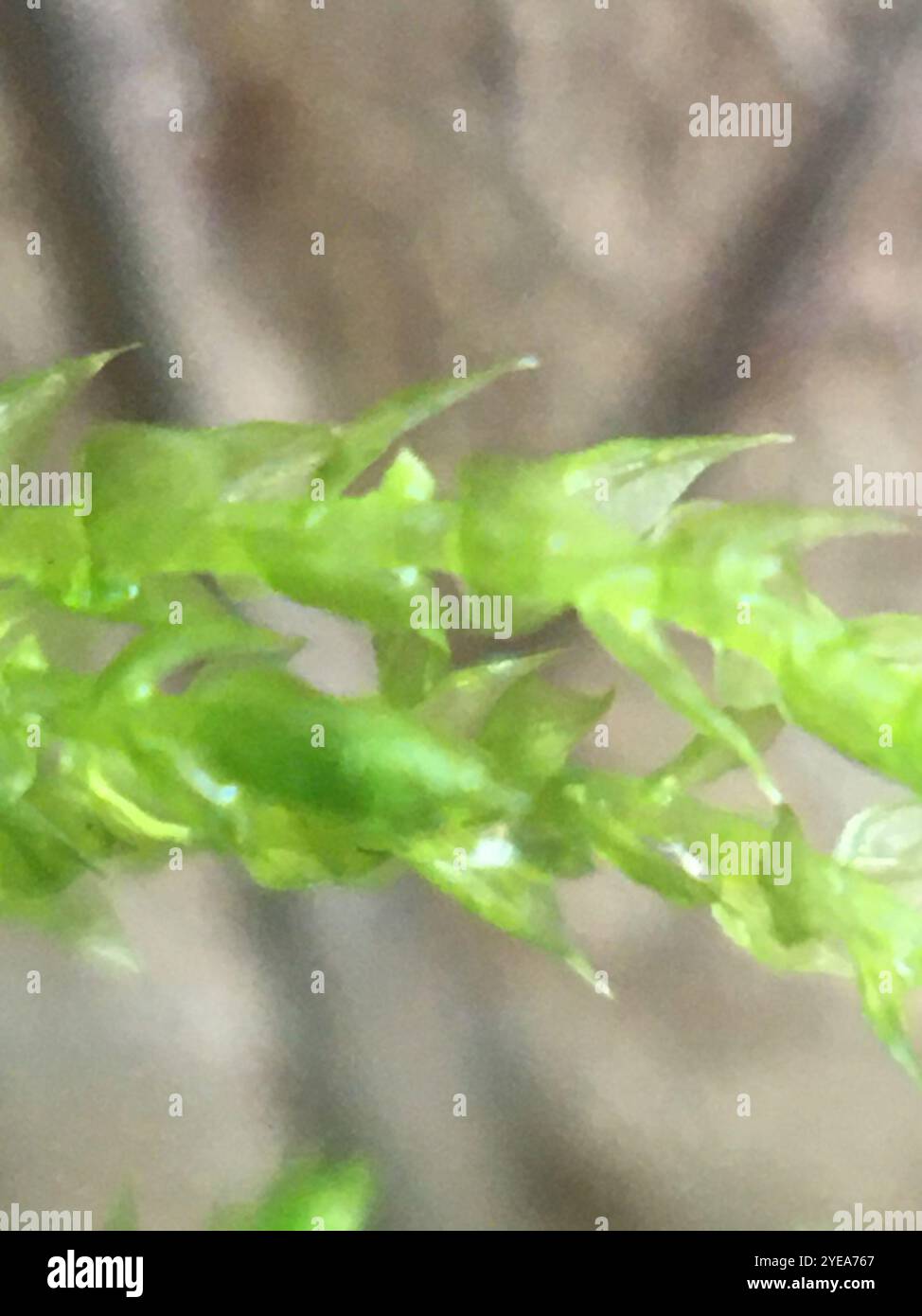 joint-toothed mosses (Bryopsida Stock Photo - Alamy