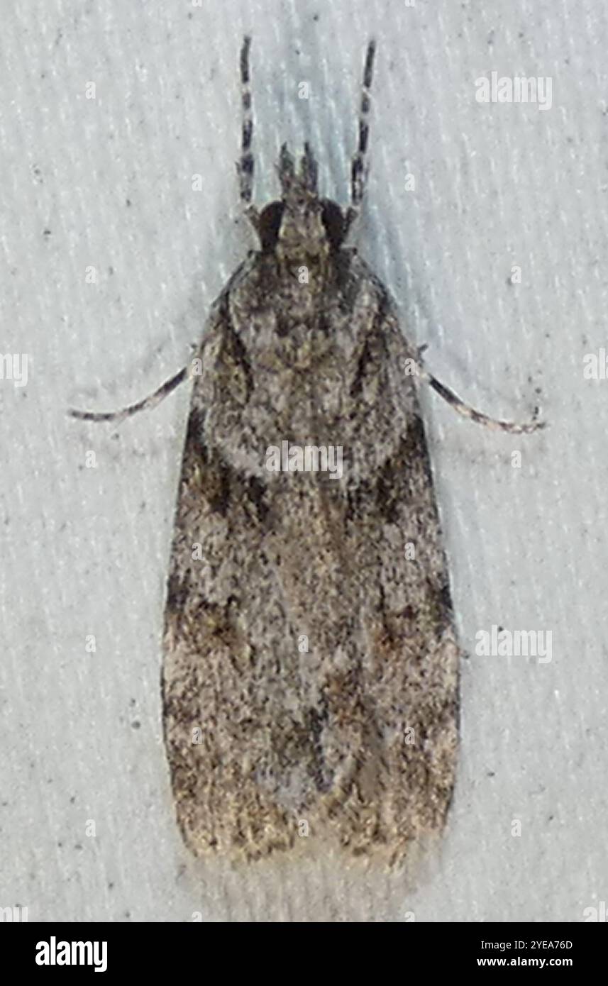 Double-striped Scoparia Moth (Scoparia biplagialis Stock Photo - Alamy