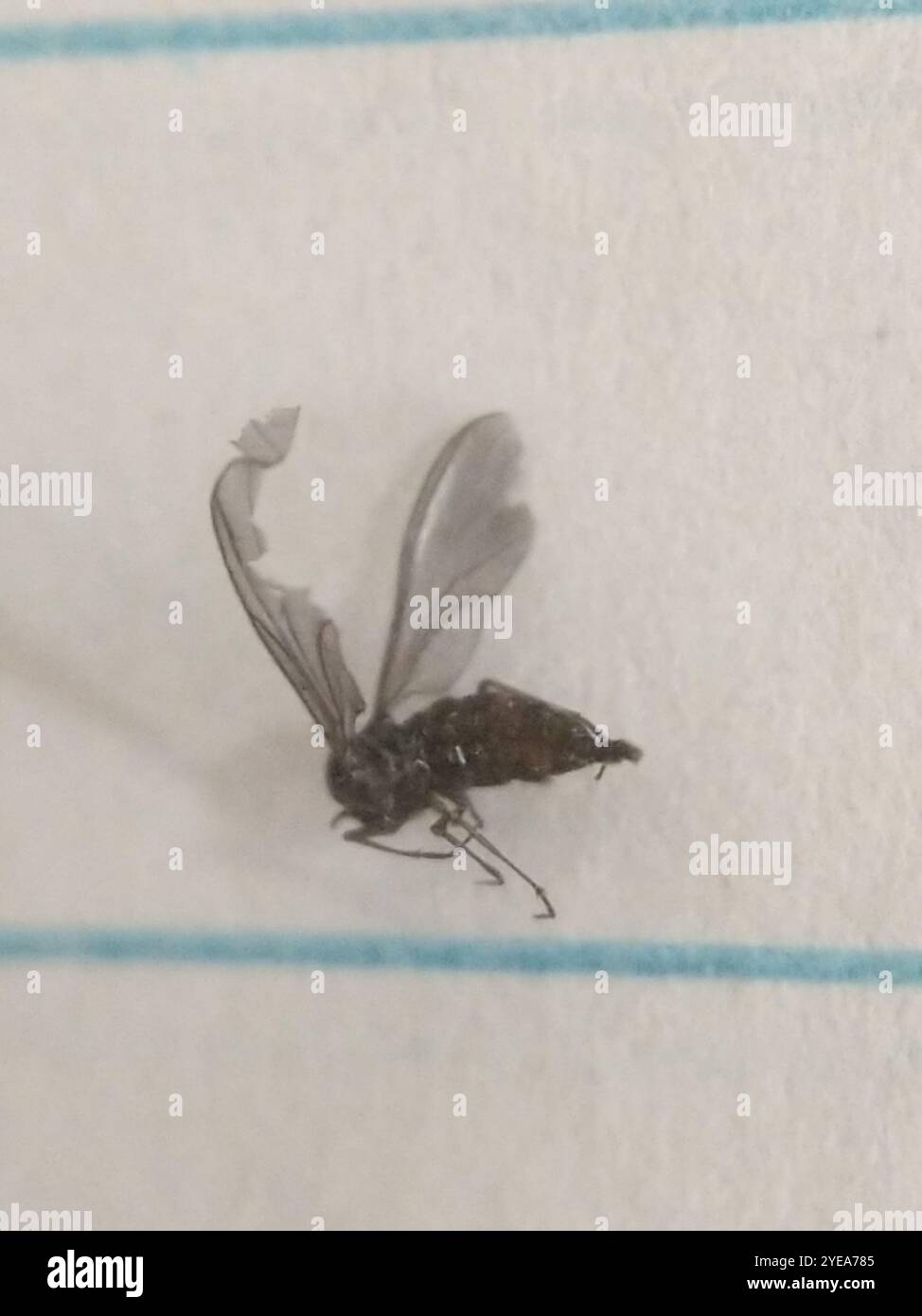 Winged and Once-winged Insects (Pterygota Stock Photo - Alamy