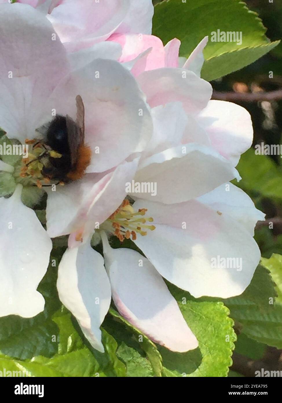 Tree Bumble Bee (Bombus hypnorum Stock Photo - Alamy
